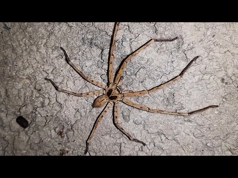 Hunting And Catching Long Leg Lion Spiders - YouTube