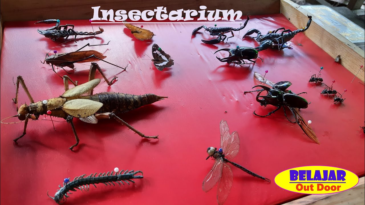 Monster Belalang Buaya, Kumbang Tanduk, Kala Jengking , semut Raksasa ...