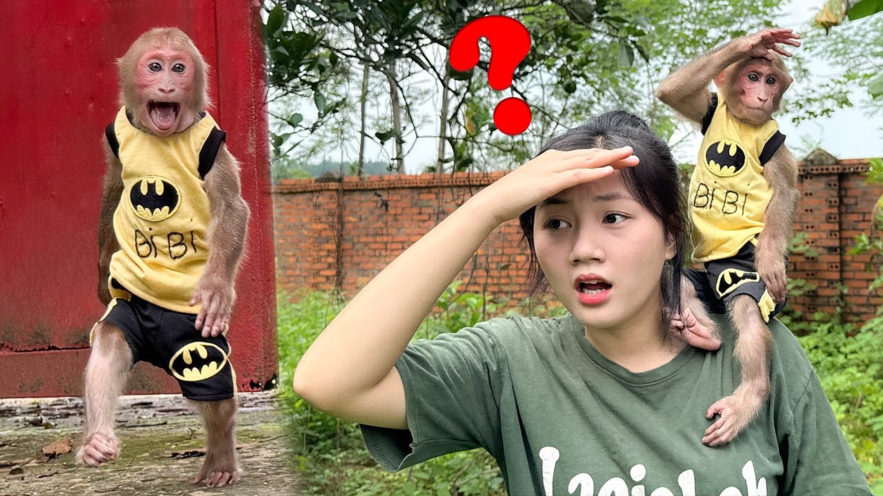 Bibi panicked and worriedly went looking for the baby monkey with Mom ...