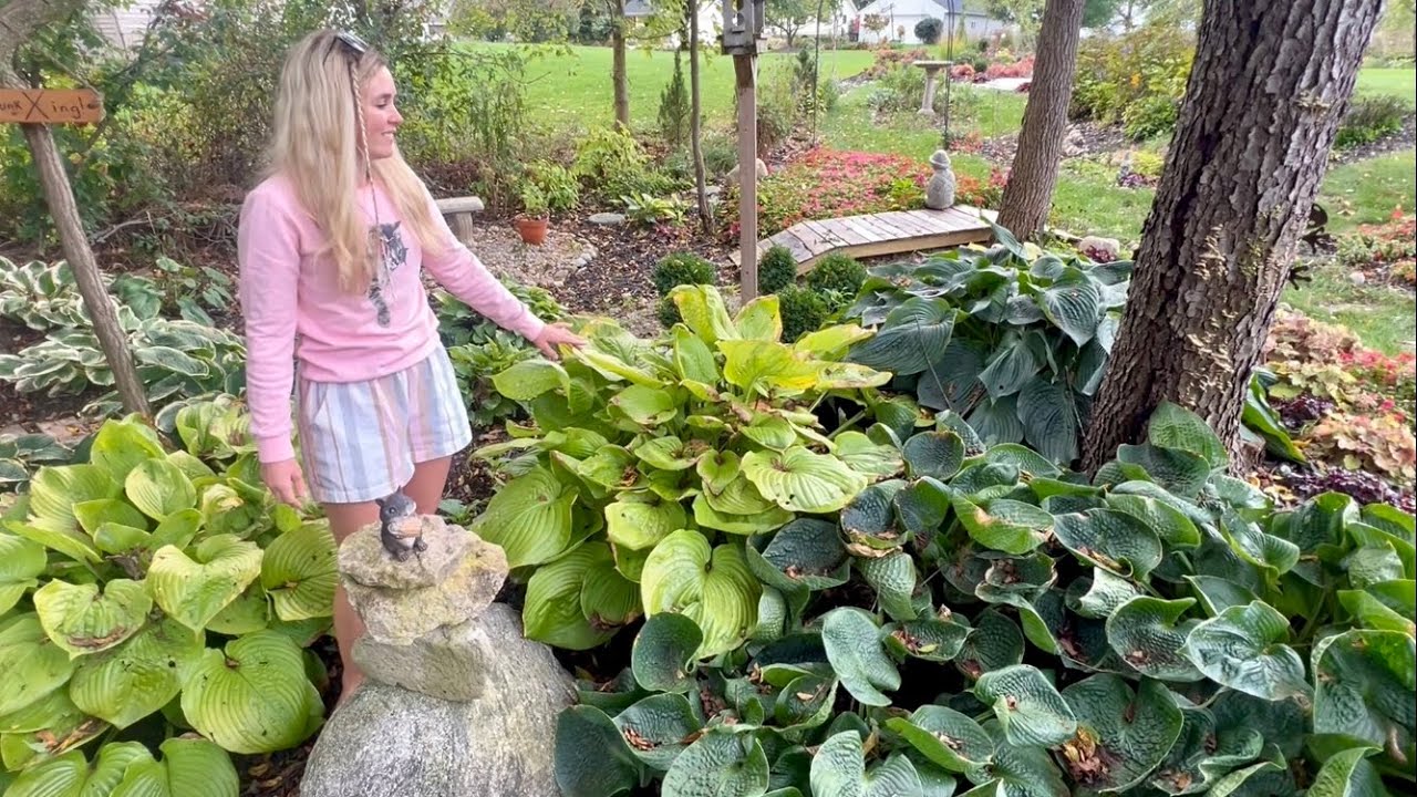 End Of September Hosta Tour. Walk Through the Garden. How Do Hosta Hold ...
