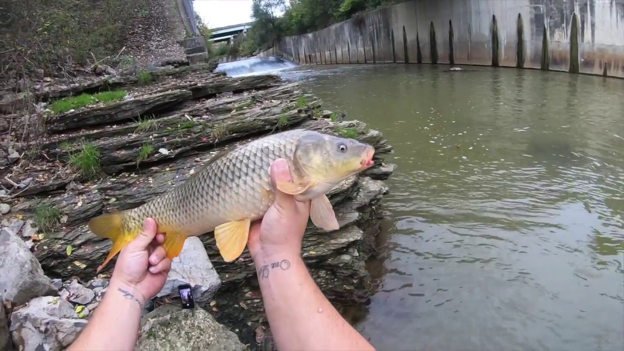 Chartiers Creek Fishing - YouTube