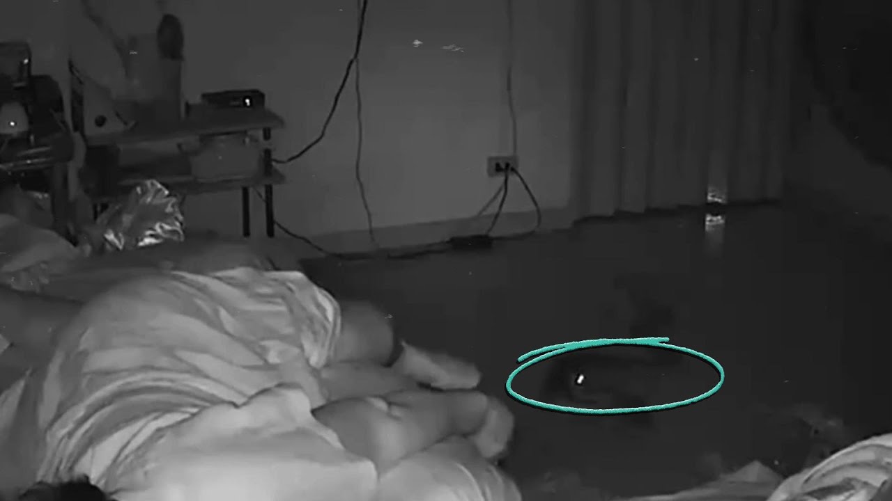7 EPIC Snake attacks caught on Camera I Wildlife Encounters = Snakes ...