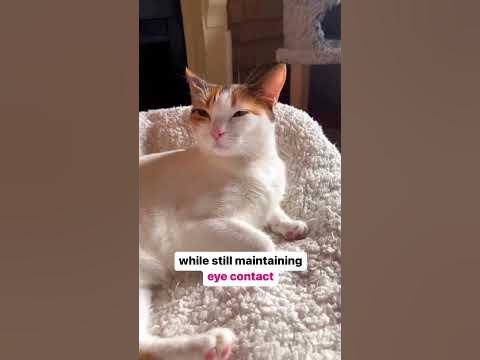 DID YOU KNOW WHY CATS MAKE EYE CONTACT WITH US NAAH HUH THEN HERE ME OUT ON THIS VIDEO #shorts # ...