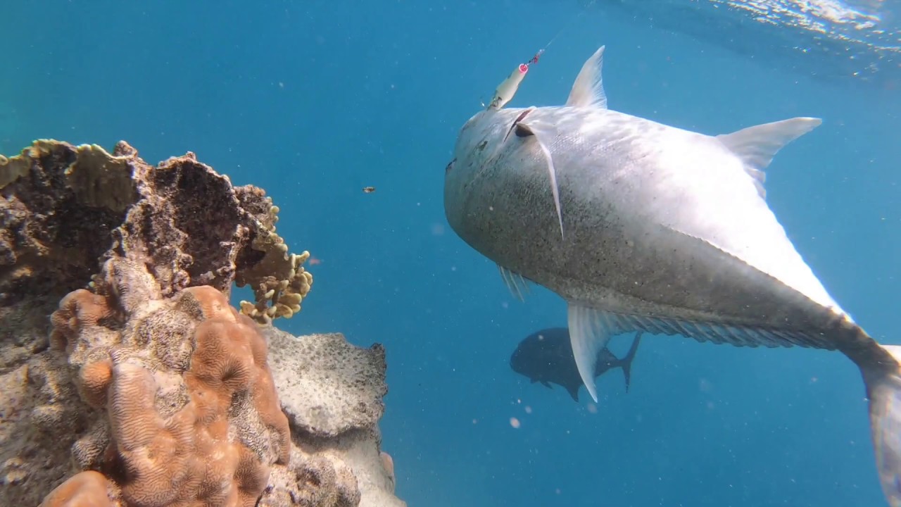 GT fishing Rarotonga TOPWATER - YouTube