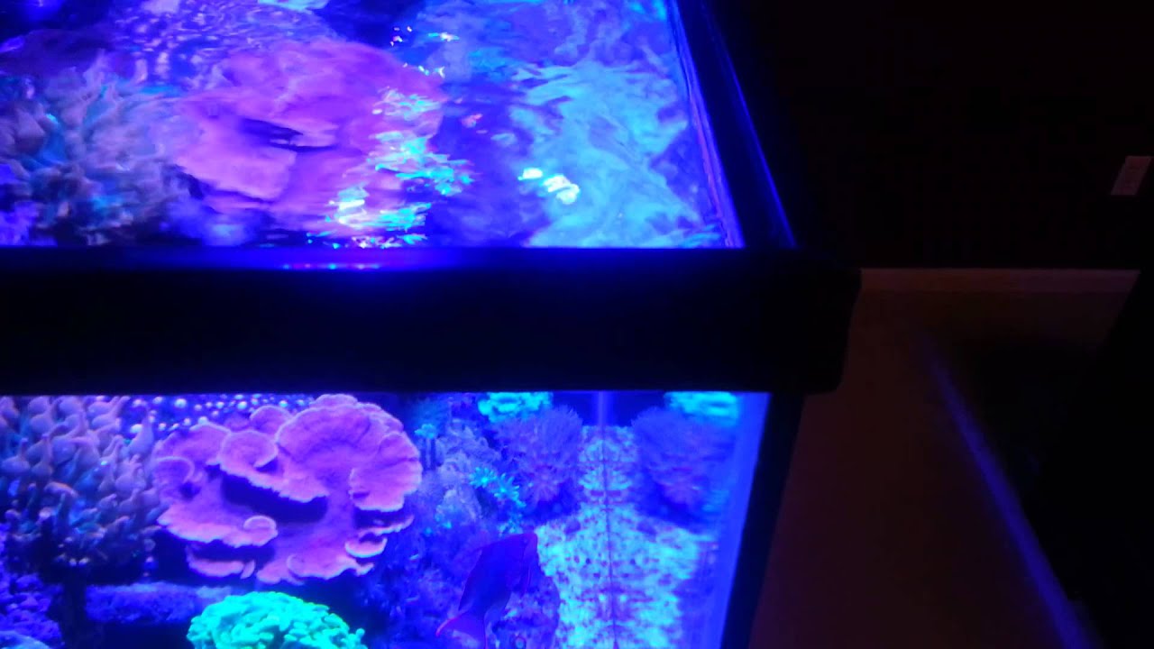 Maxspect Razor 160w 10k - YouTube