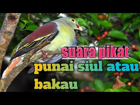 Suara pikat punai bakau atau punai siul - YouTube