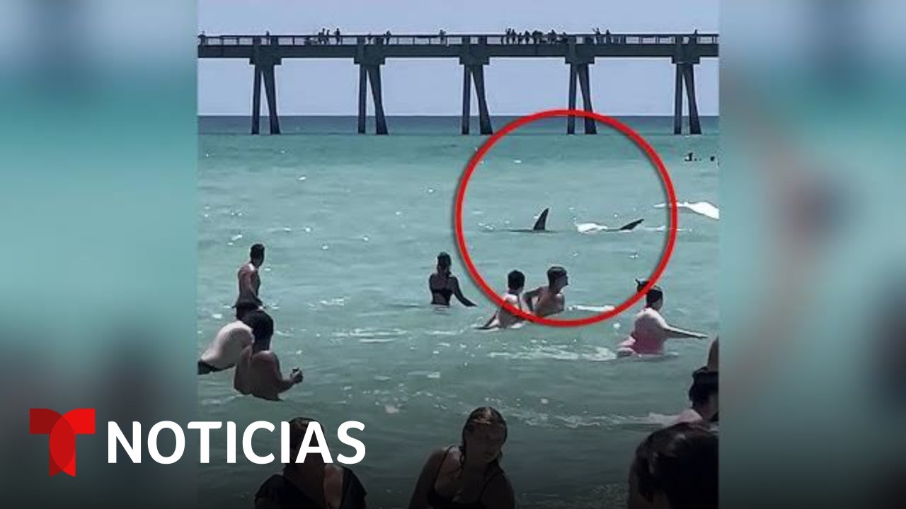 Mordeduras De Tiburones Reales