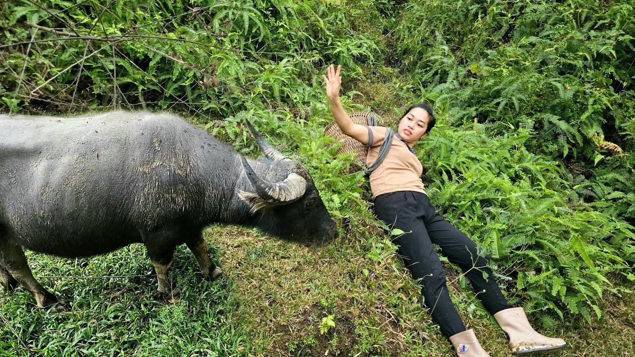 Harvesting cassava roots to make Tet cakes | On the way back & chased ...