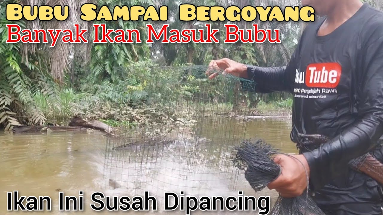 Bubu Bergoyang Rupanya Ikan Yang Terjebak Dalam Bubu?? Cari Ikan Cara ...