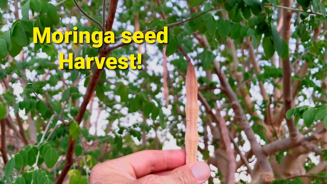 Moringa Seeds Harvest! 100's of Moringa Drumsticks - Arizona - YouTube
