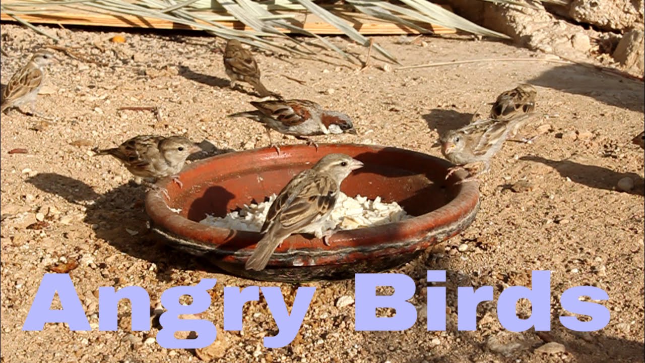 Angry Birds || Hungry birds || #birds #youtube #relax #watersounds ...