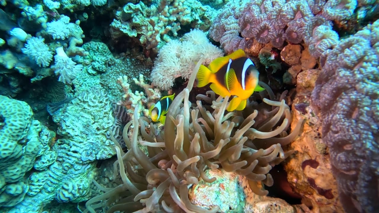 Scuba diving the coral reef in Aqaba, Jordan January 2023. @agscuba ...