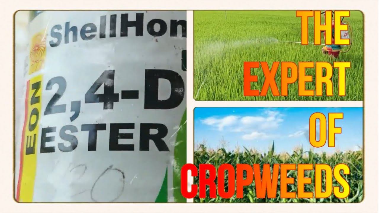 Farming With Sam On A Review For 2, 4-D Herbicide Good For Three Crops ...