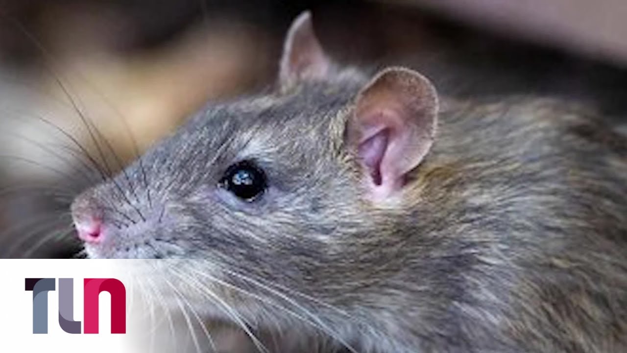 Una rata mordió a un alumno en un colegio de Caballito - YouTube