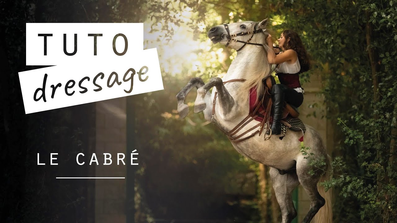 [TUTO] DRESSAGE : Le cabré - YouTube