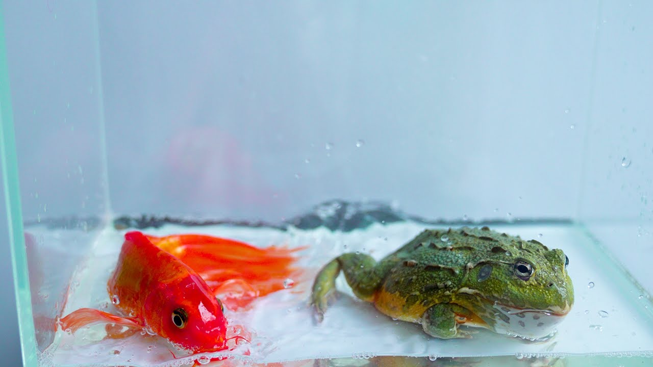 Bullfrog vs goldfish - YouTube