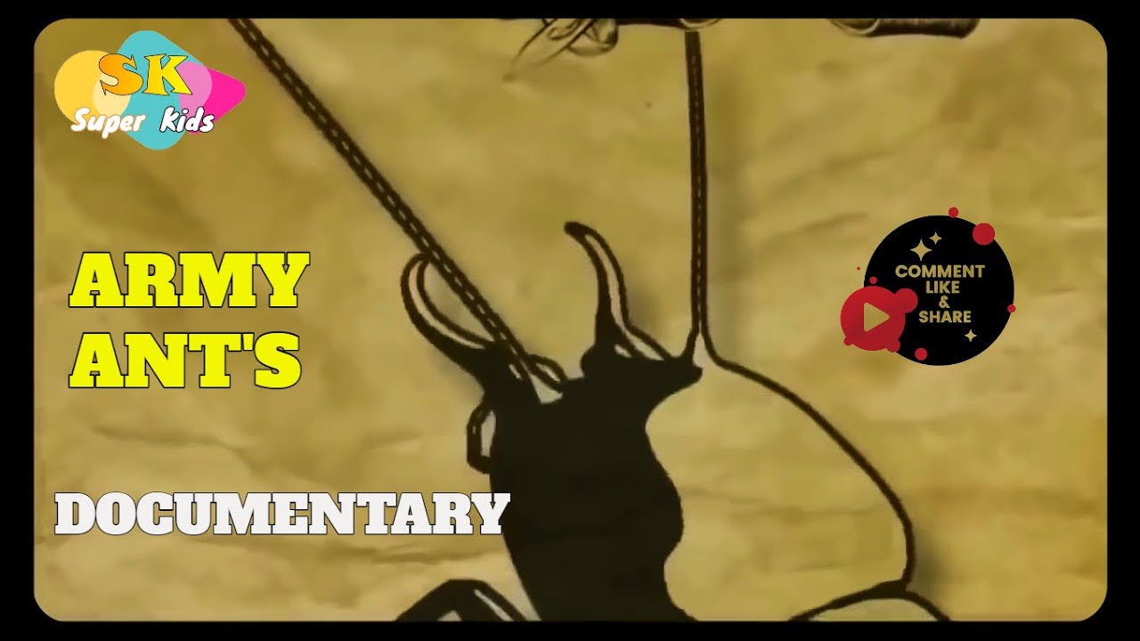 Army Ants- Wildlife Documentary (National Geographic) - YouTube