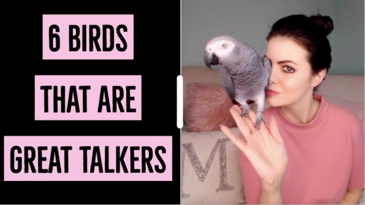6 Birds That Are Great Talkers | PARRONT TIP TUESDAY - YouTube
