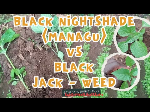 5 Ways To Differentiate Between Black Nightshade and Black Jack Weed ...