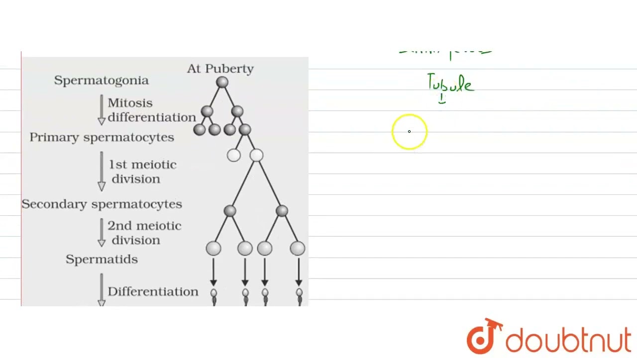 Spermatogenesis Diagram Create A Flow Chart On Gamete Development And