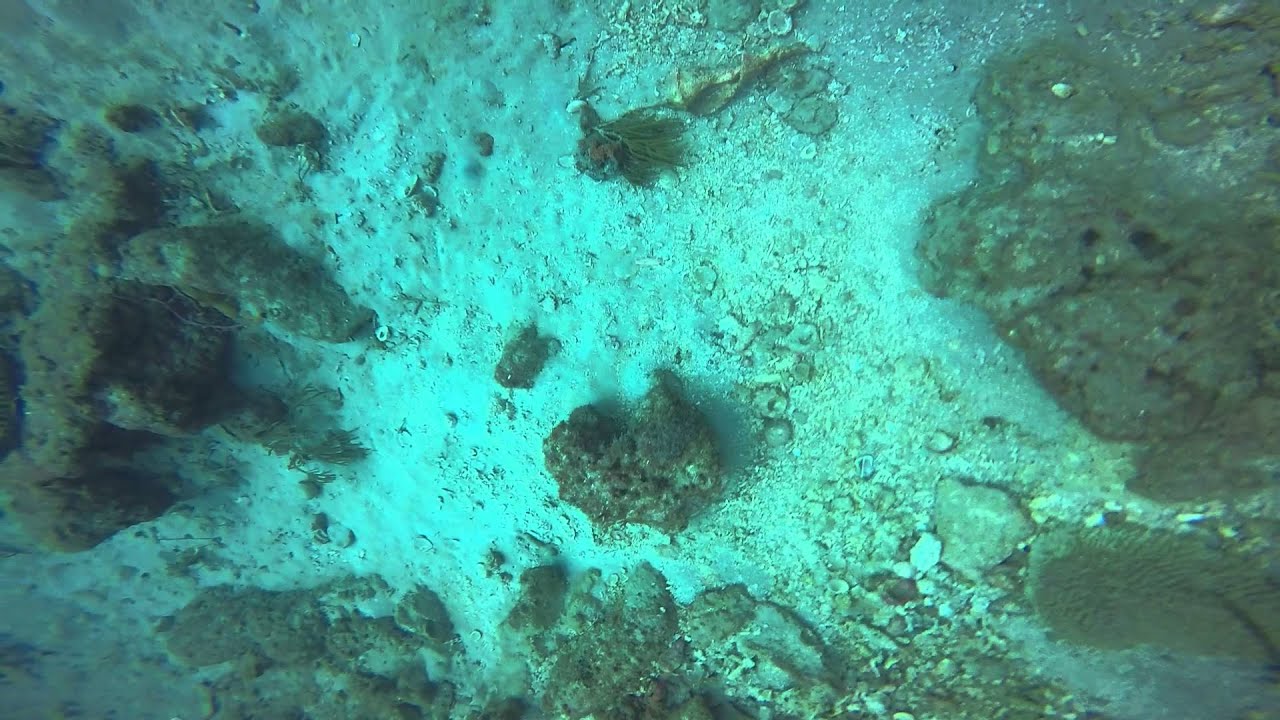 Paul's Reef - YouTube