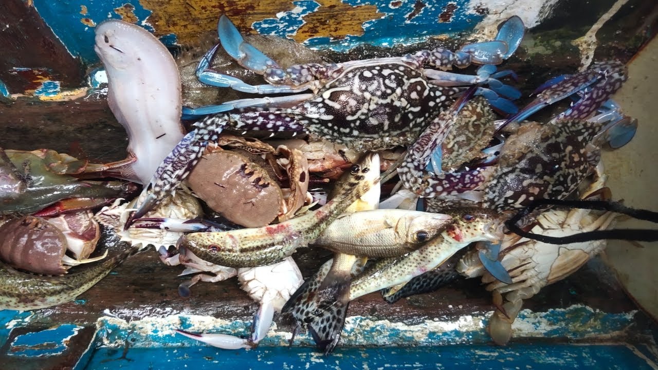 KURANTAY | LAMBAY O BLUE CRABS | Huli namin gamit ang lambat ...