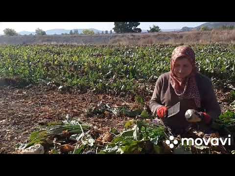 Tarladan Sofraya Şekerpancarı Pekmezi #gümüşhacıköy #amasya #kabaoğuz #merzifon
