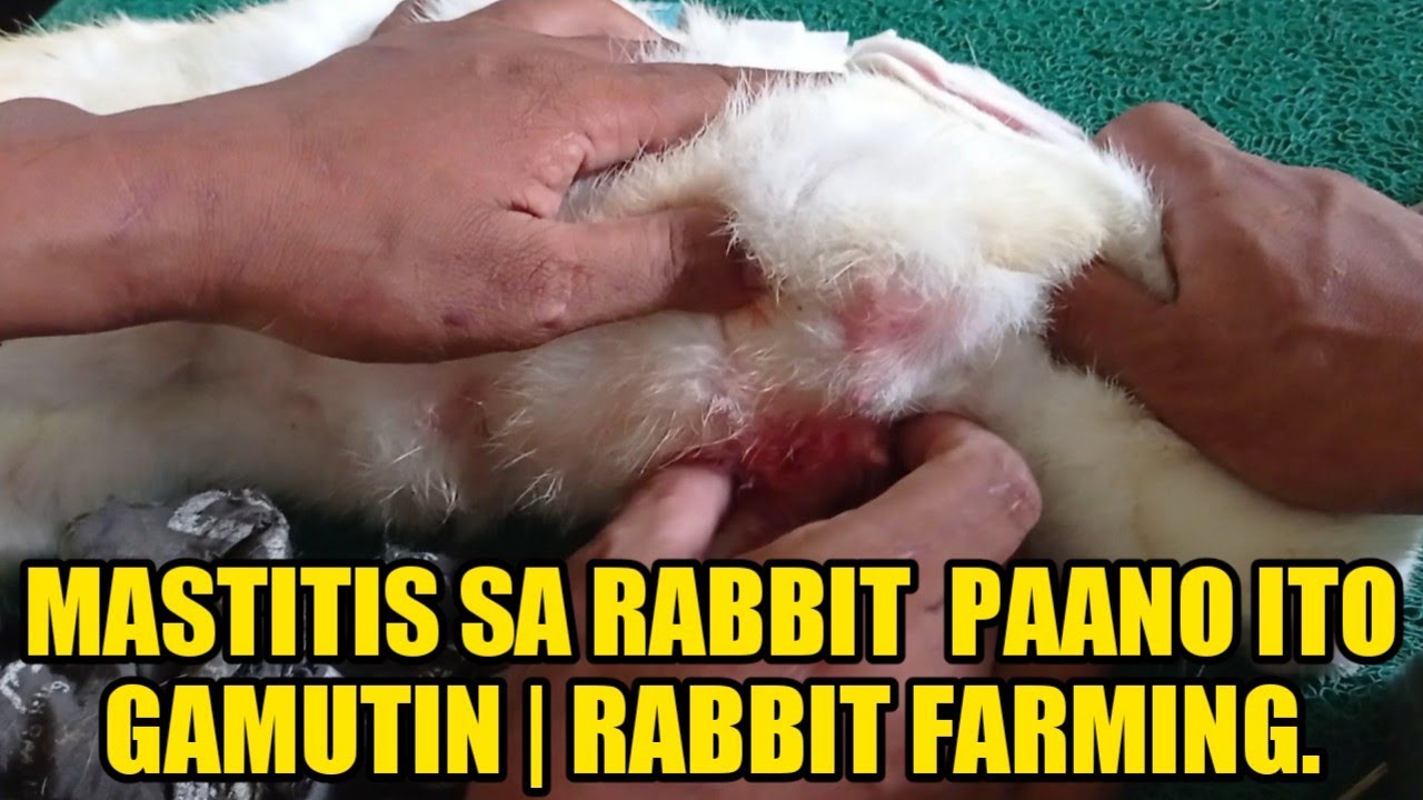 MASTITIS RABBIT PAANO GAMUTIN | RABBIT FARMING. - YouTube
