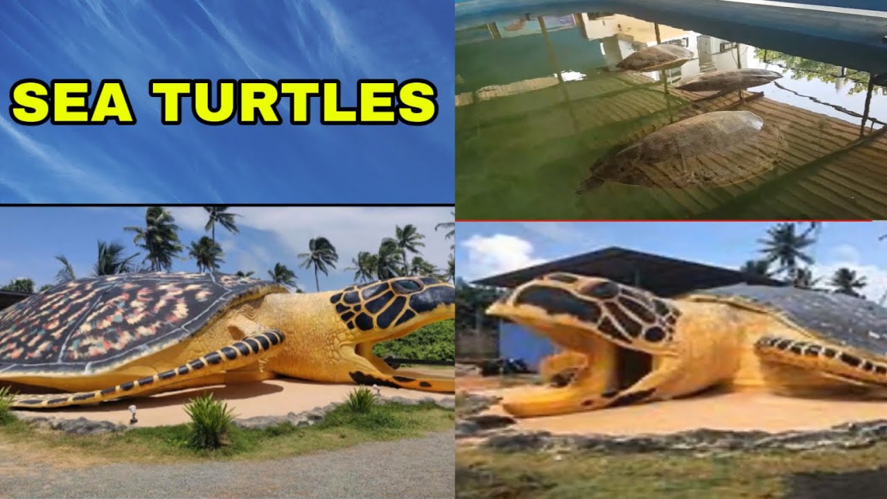 AHUNGALLA SEA TURTLE CONSERVATION SRI LANKA || SRI LANKA TRIP ...