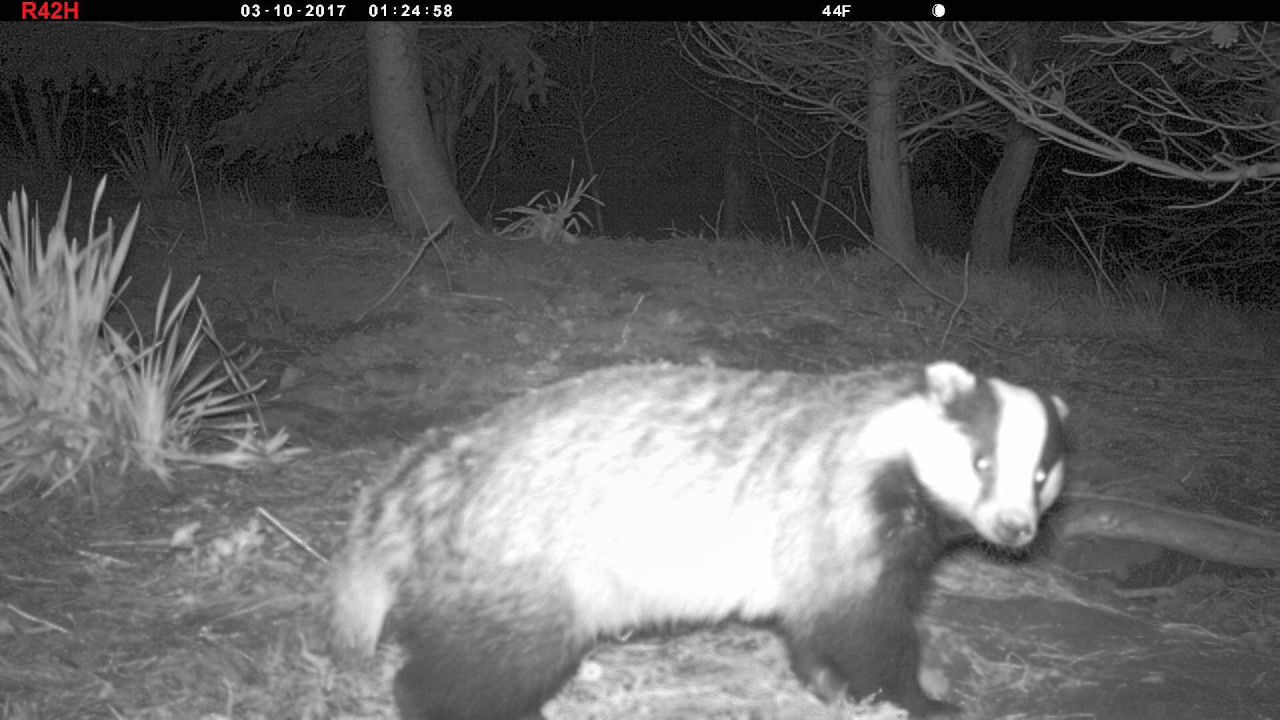 UK Badger Sett Trail Cam 10/03/17 - YouTube