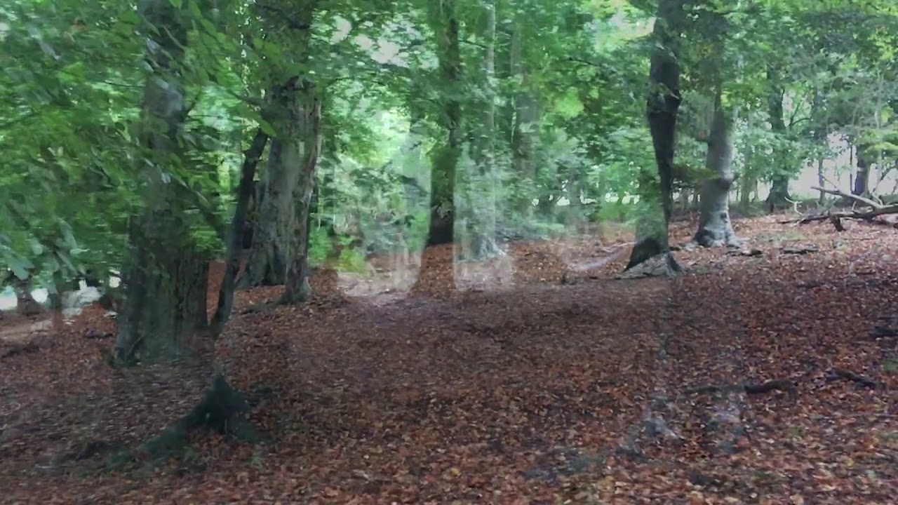 Forest Test 2: Overlay - YouTube