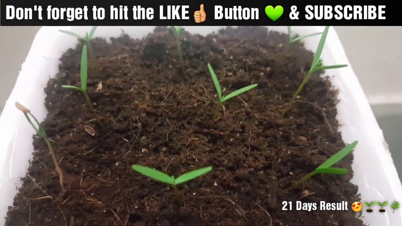 Growing Thuja Plant From Seeds | Morpankhi Plant - Sprouting Seeds ...