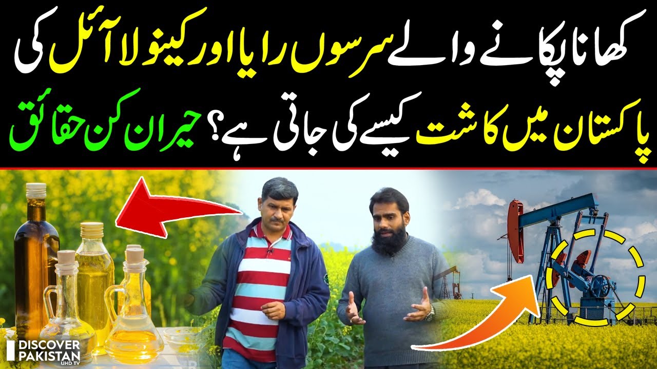 Surprising Facts about Mustard Raya and Canola Oil Cultivated in ...