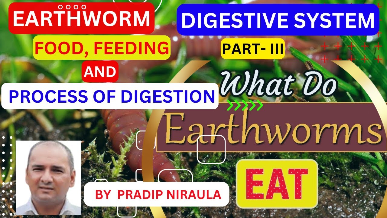 EARTHWORM: Food, Feeding And Process Of Digestion : PHYSIOLOGY OF ...