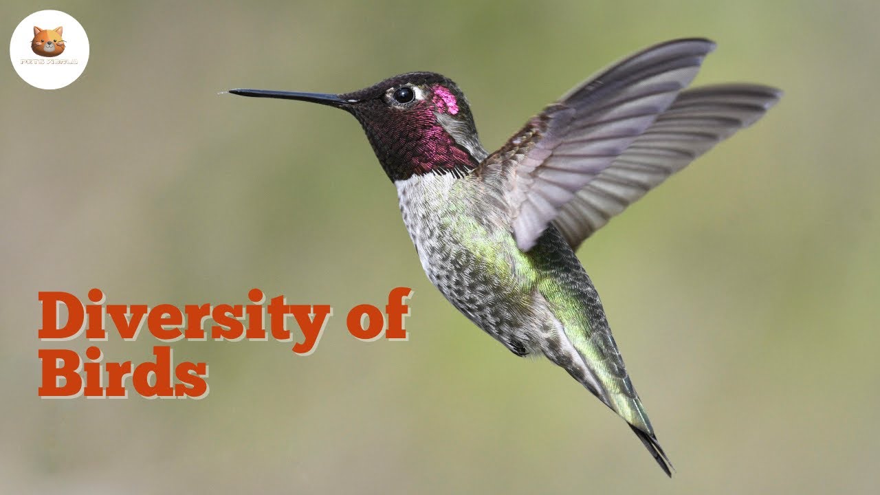Discovering the Diversity of Birds | Pets World - YouTube