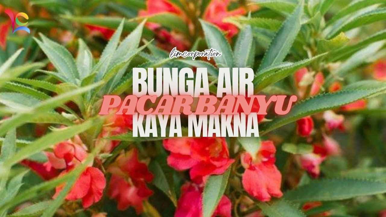 KEINDAHAN PACAR BANYU BUNGA AIR YANG PENUH MAKNA DAN PESONA ALAMI - YouTube