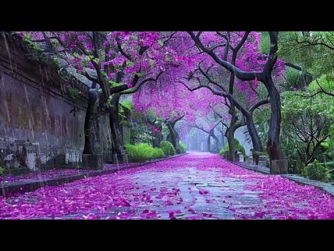 Beautiful Rain Raining Scenery in Spring & Neture vedio || Beautifull ...