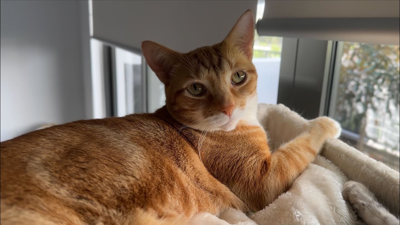 I'm a very busy cat! - YouTube