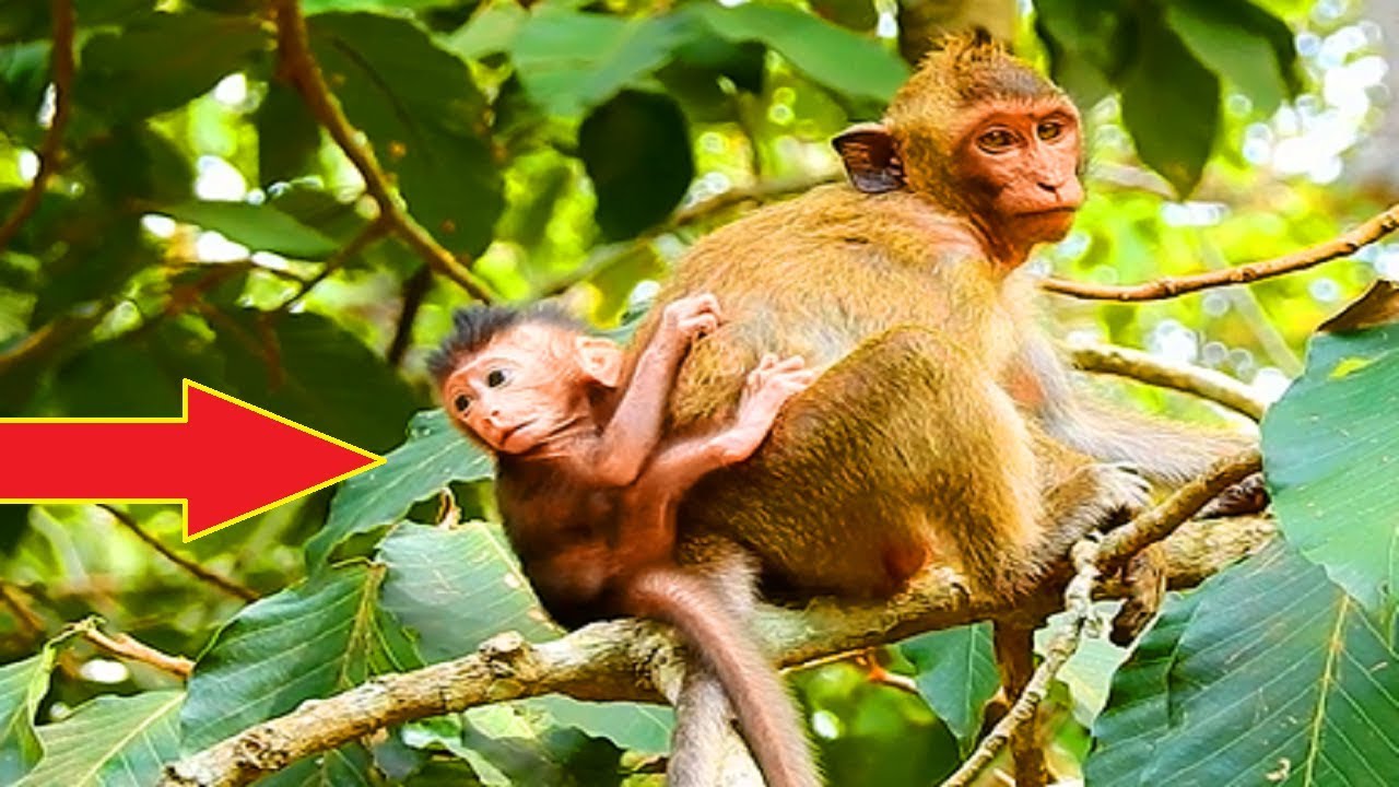 Polly Crying and Very Scared Of Fall, Why Kari Steal Polly From Popeye ...