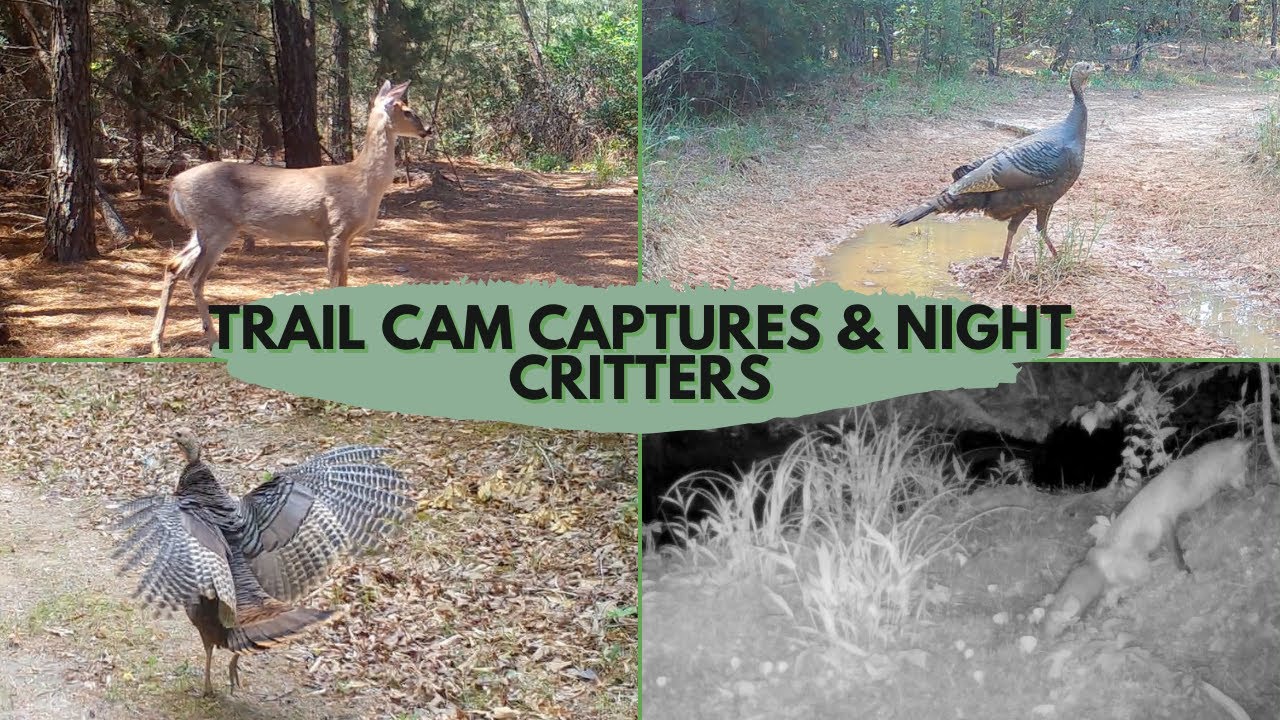 Fox Hunting? Turkey All Around. Deer & More! Trail Camera Wildlife ...