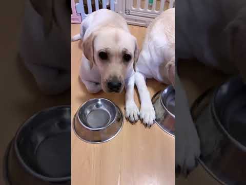 Cachorro super engraçado,Não dê comida, saia em silêncio，tratamento injusto,Animal de estimação fofo