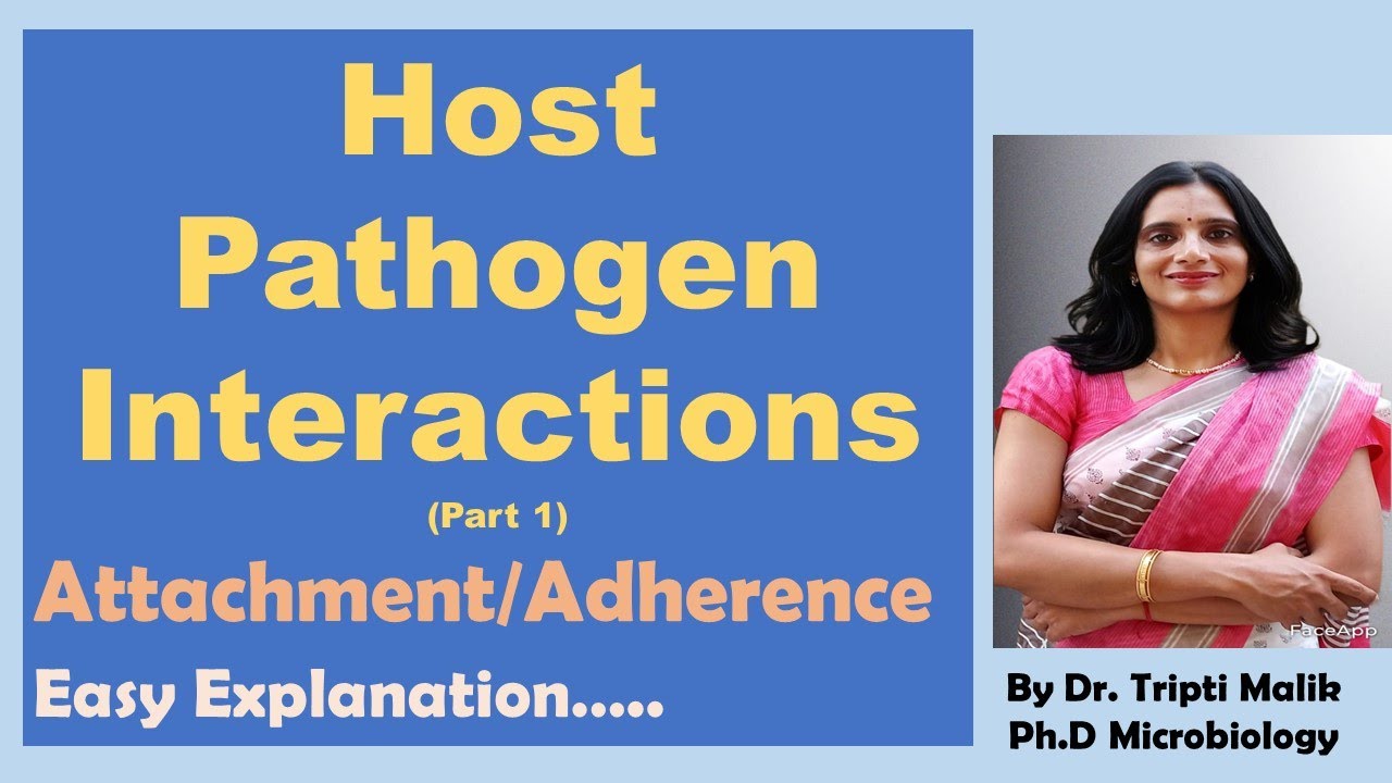 Host pathogen interactions| Interaction Process Attachment adherence ...
