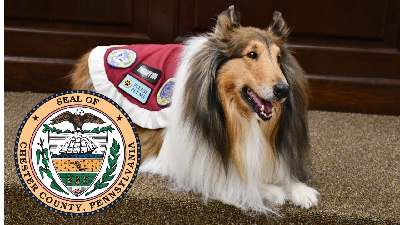 Commissioners Recognize National Therapy Animal Day - YouTube