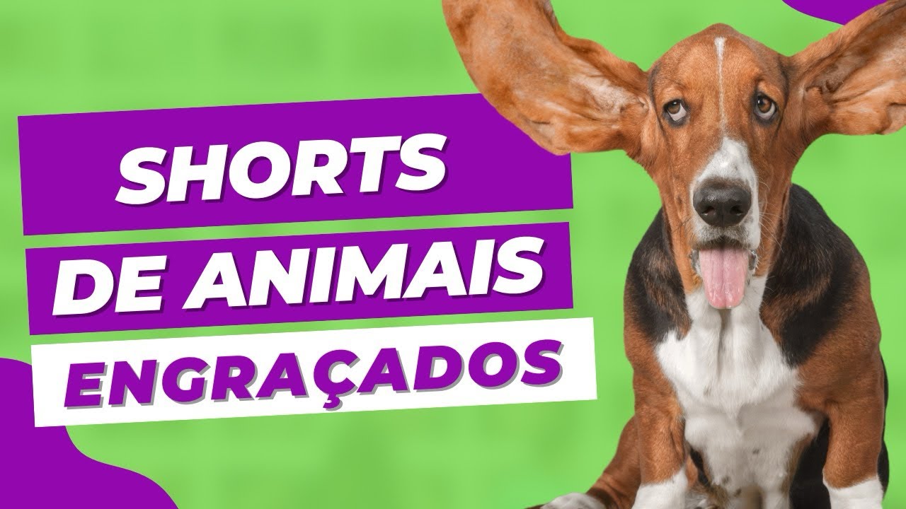 ANIMAIS MUITO ENGRAÇADOS | 🐾 | DIVIRTA-SE MUITO | #funny - YouTube