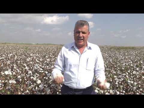 Pamuk üreticileri fiyatın 6 lira olmasını istiyor