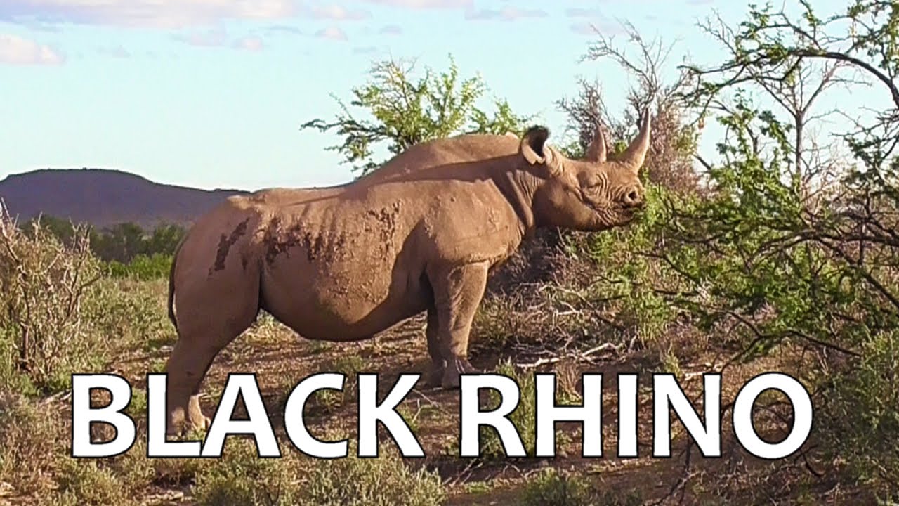 SOUTH AFRICA black rhino (Karoo national park) - YouTube