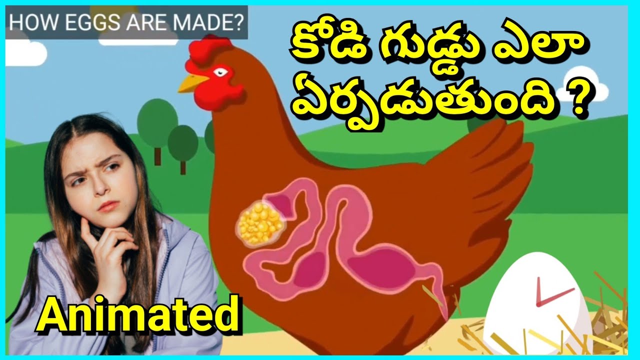 How an egg is formed inside a hen || egg colors and types - YouTube