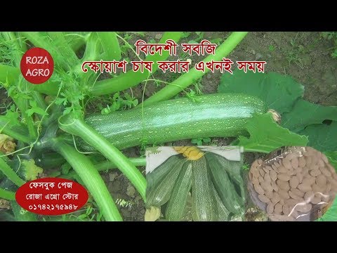 বিদেশী সবজি স্কোয়াশ চাষের এখনই সময়, Now is the time to cultivate foreign vegetable squash