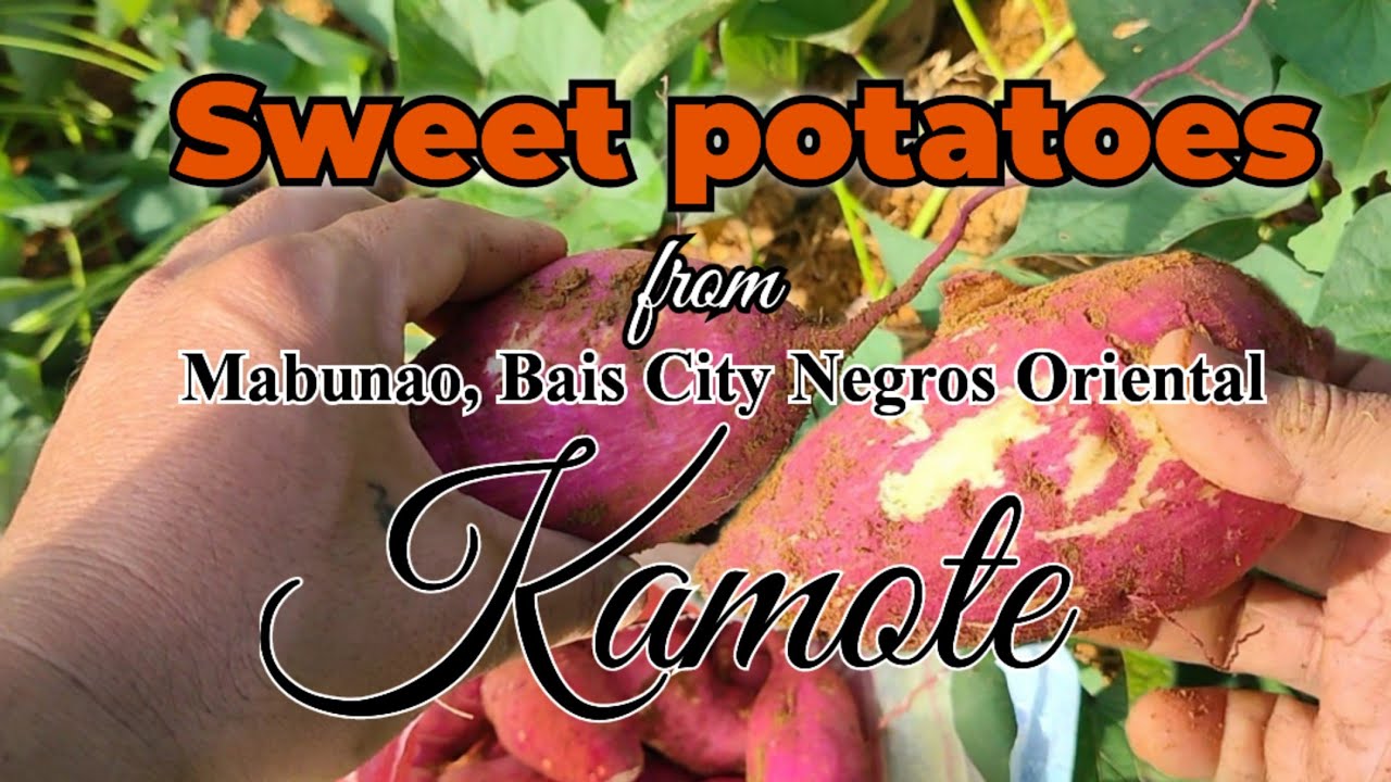 Sweet Potatoes | "Kamote Balagon" pagka lami.a oy!🍠😋 - YouTube