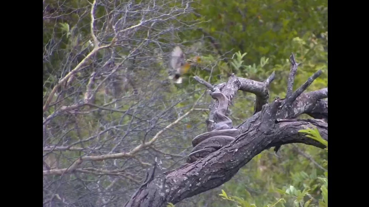 Southern African Python Monty hunts a Golden-breasted bunting. Rosie's ...